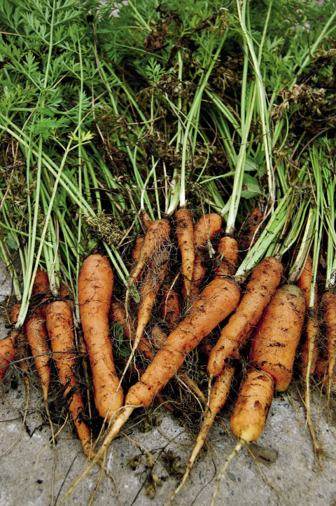 Vegging out - SA Home Owner