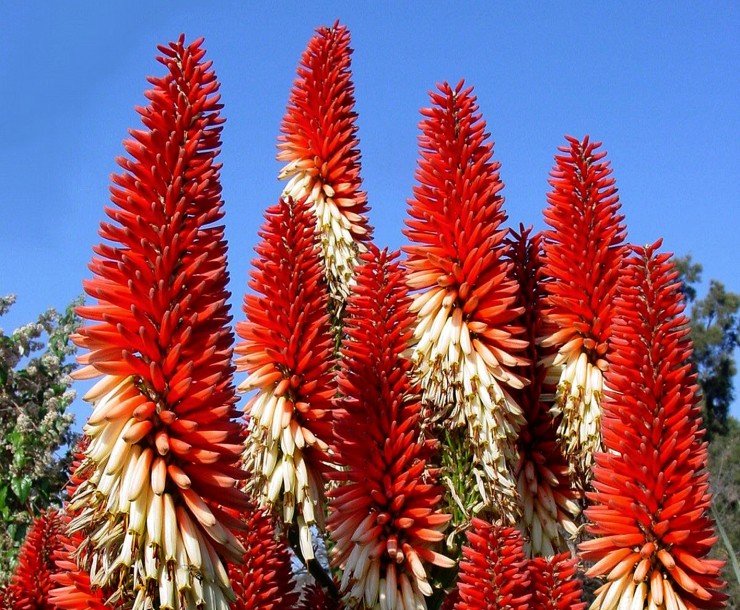 Landscaping with aloes