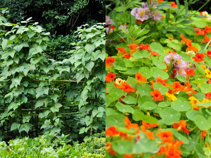 Kids gardening: how to make a tepee for creeper plants