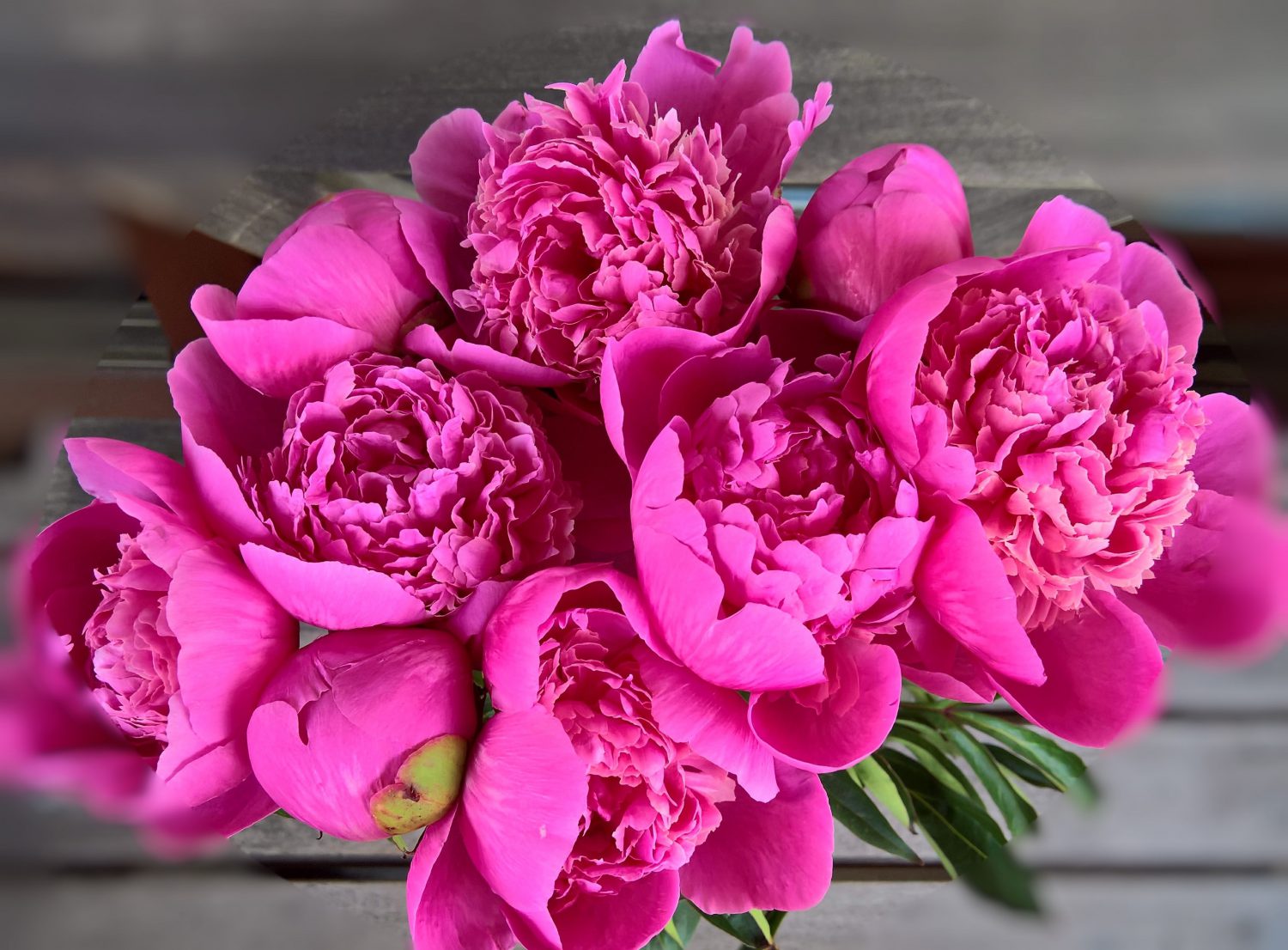 Pretty peonies