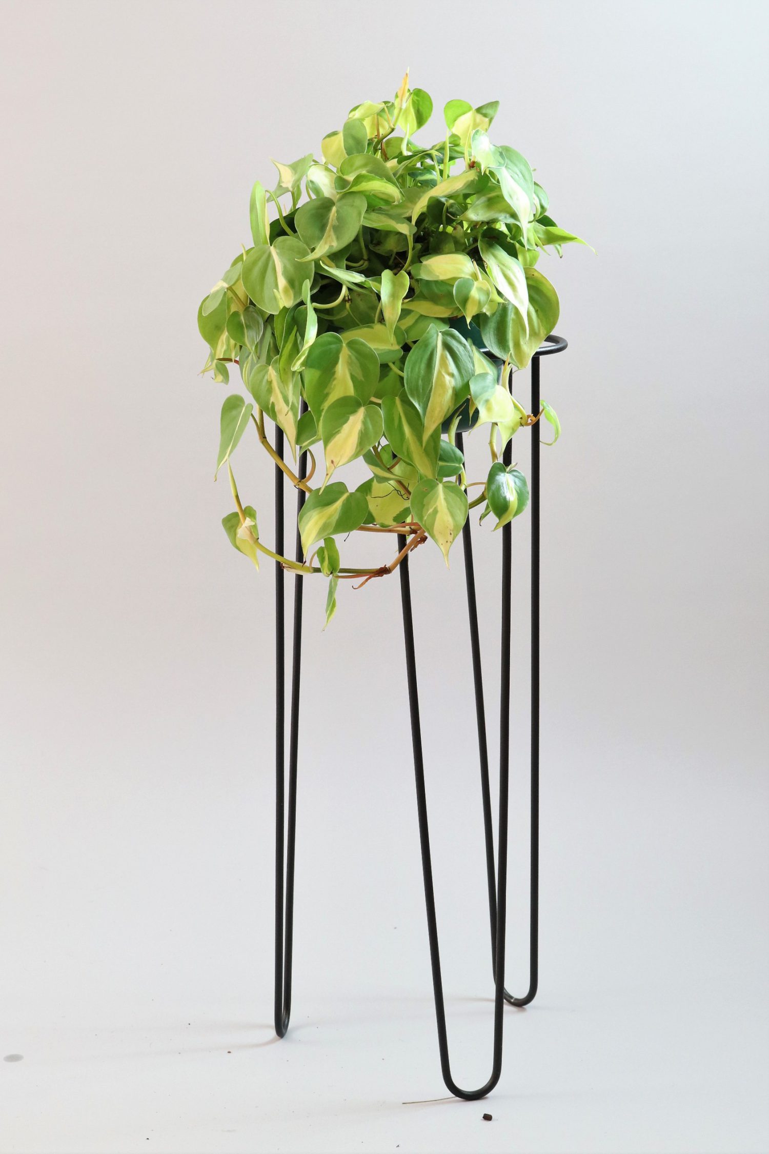 Bring greenery indoors