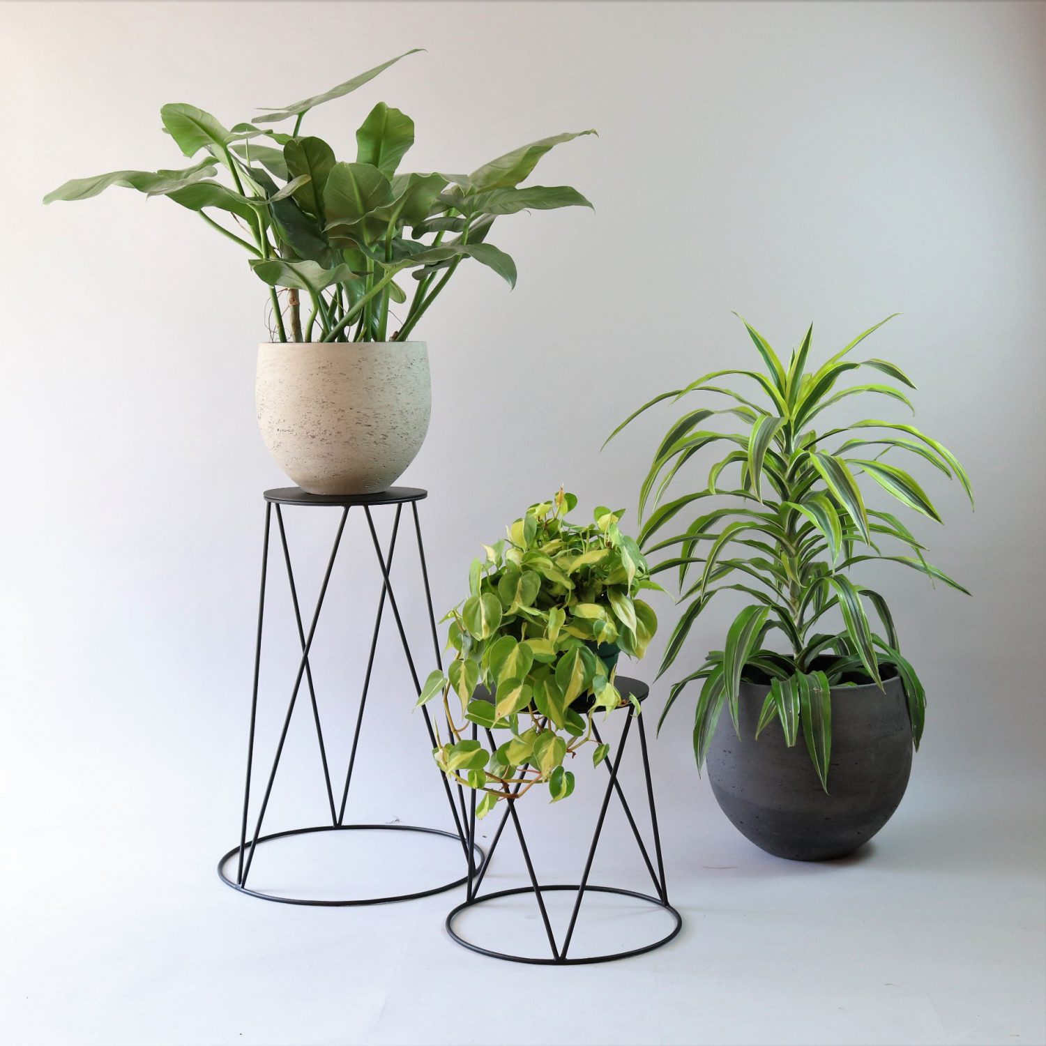 Bring greenery indoors