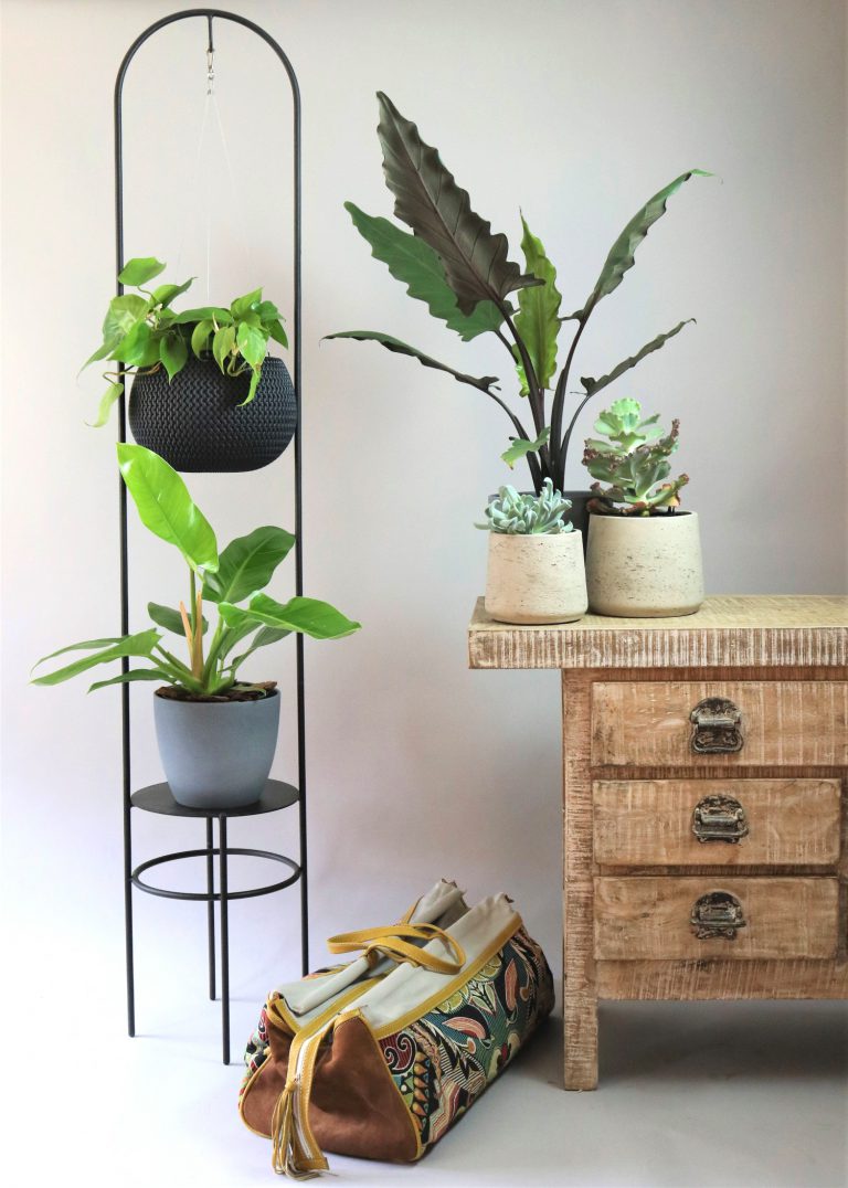 Bring greenery indoors