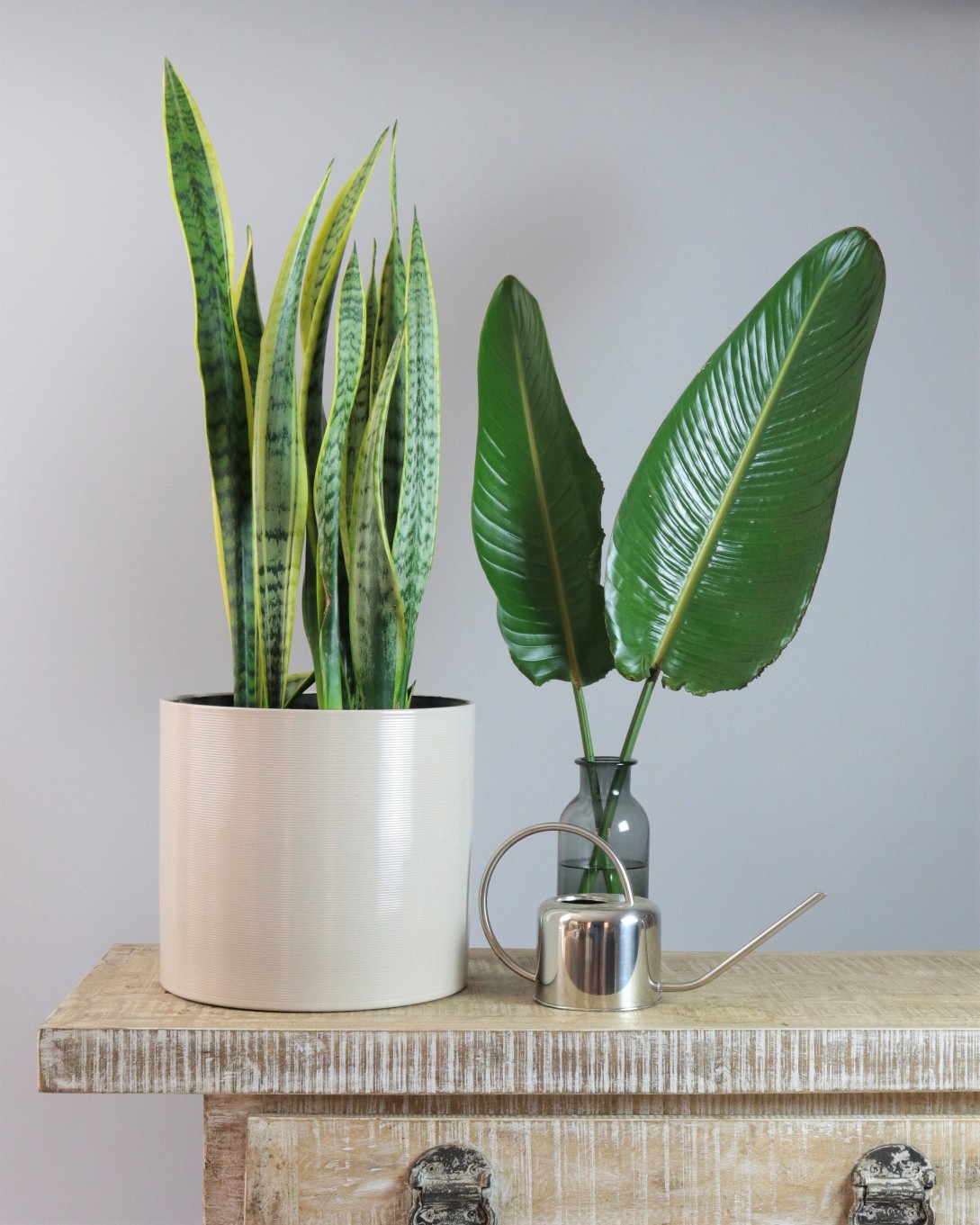All about indoor plants