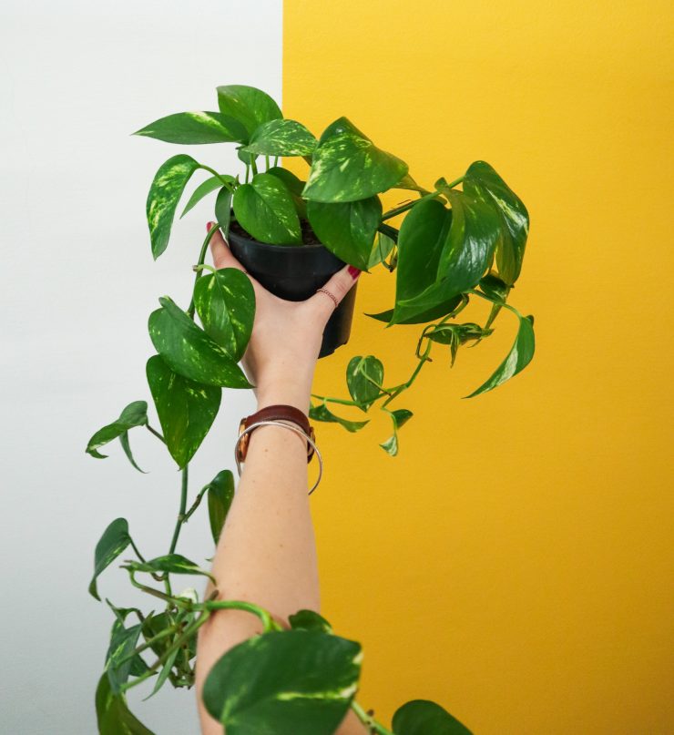 Houseplants 101