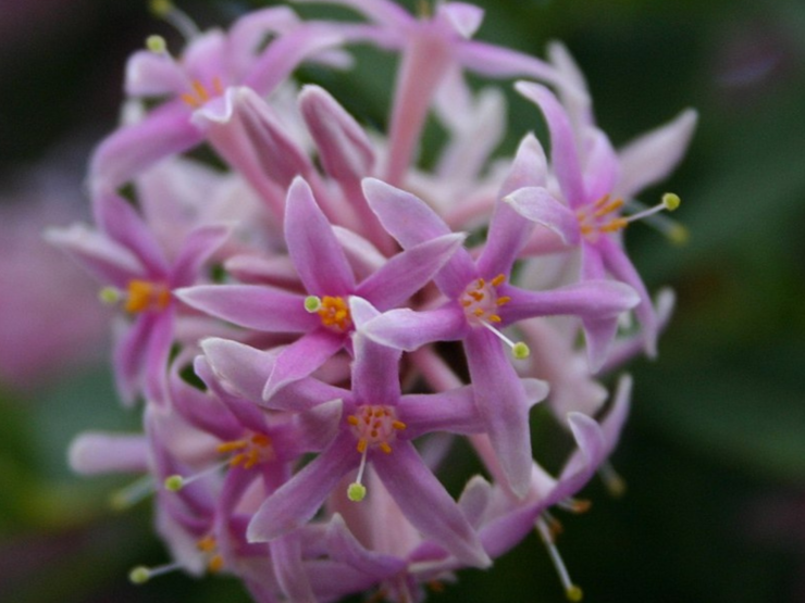 Bathroom plants and garden checklist