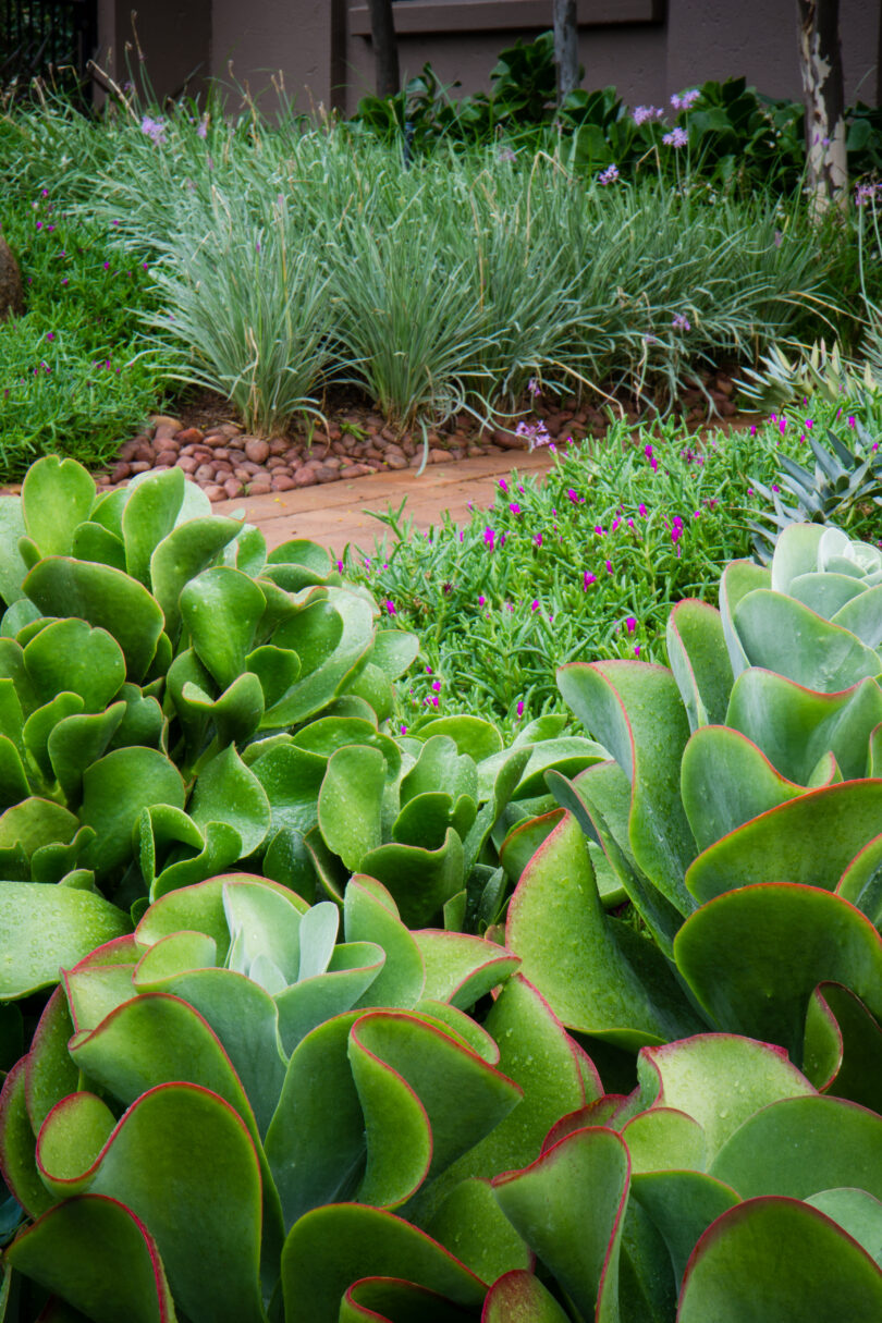 The indigenous garden