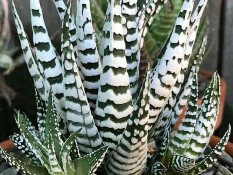 We love succulents: Zebra plant
