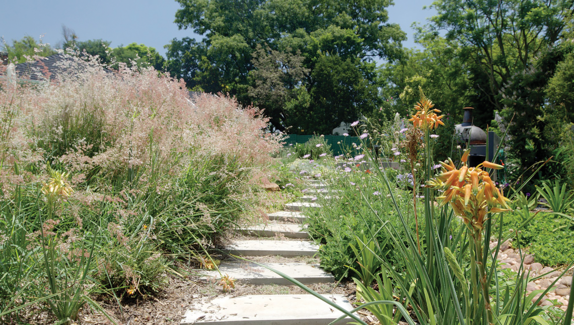 sun-waterwise-grasses-perennials - SA Home Owner