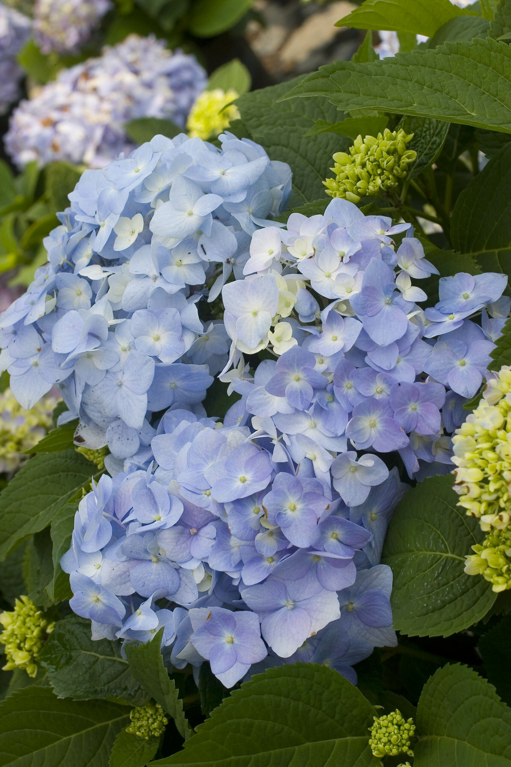 Hybrid hydrangeas