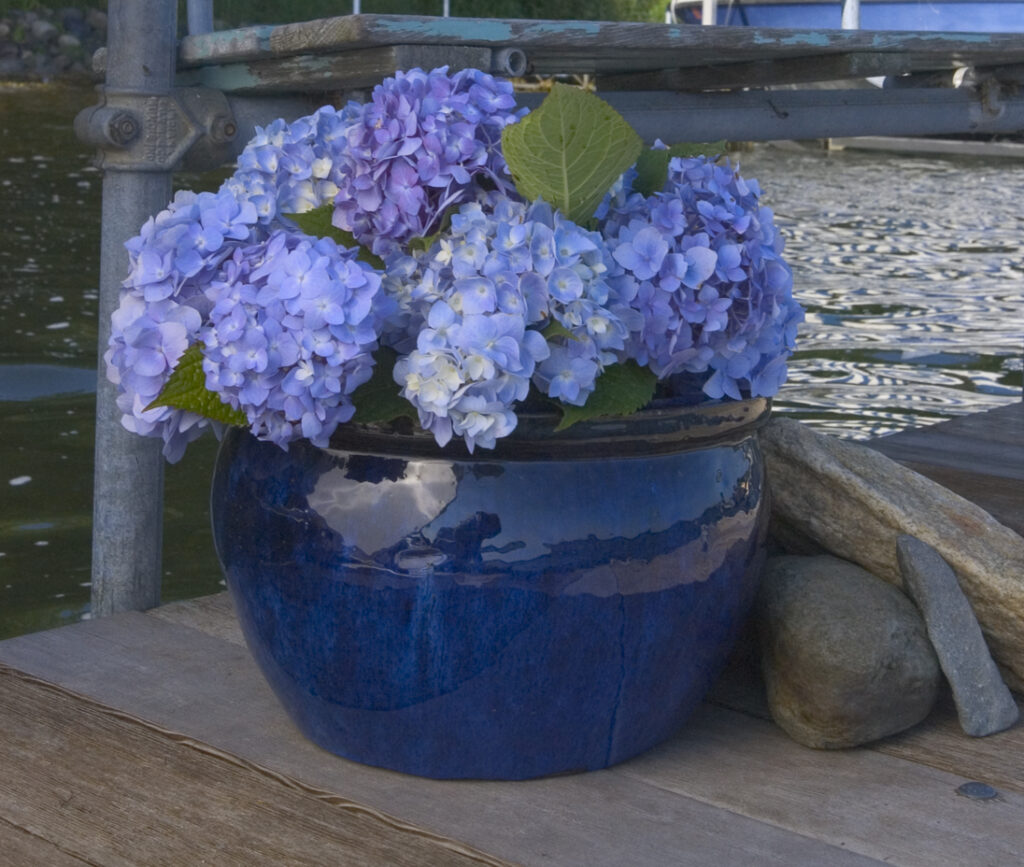 Hybrid hydrangeas