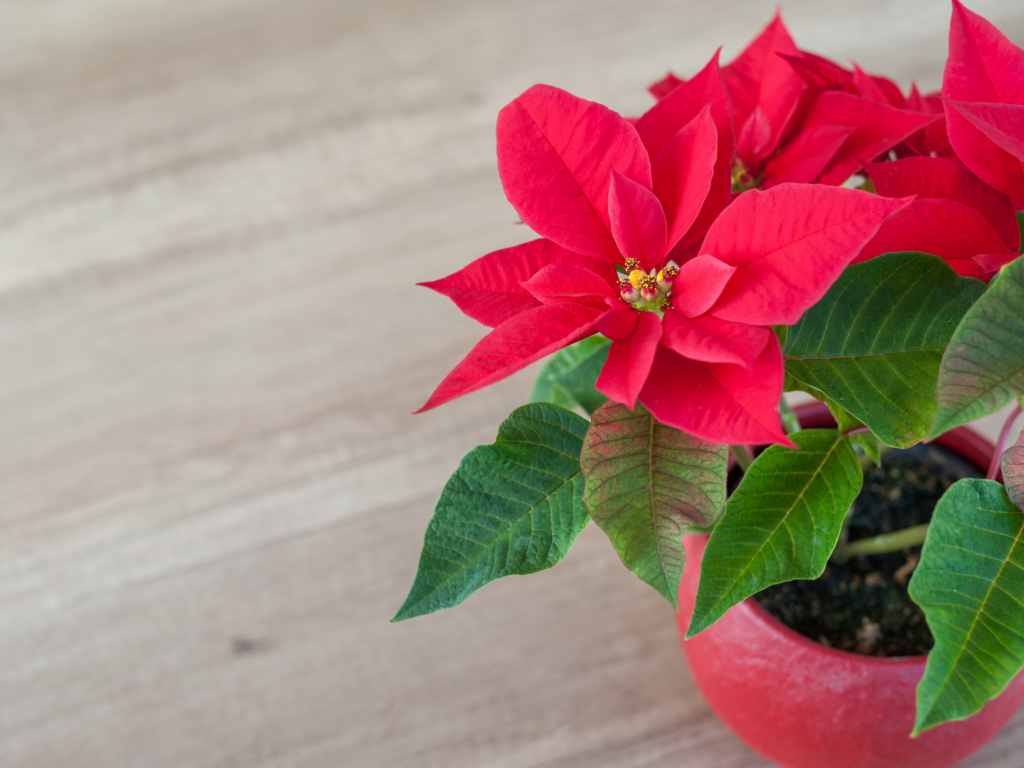 A passion for poinsettia