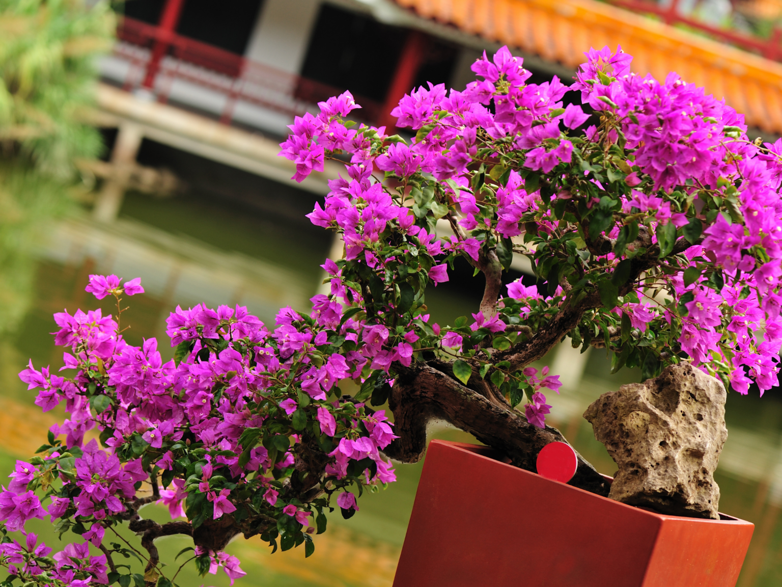 Get the best from your Bougainvillea